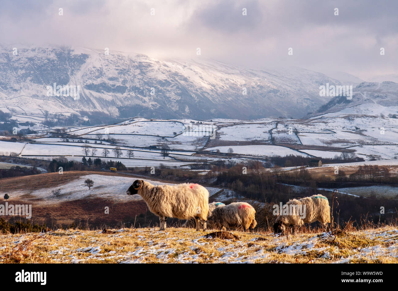 Sheep graze on pasture on Latrigg Fell high above the Greta Valley in ...