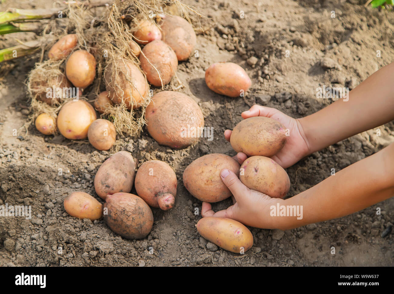 Dig potatoes in the garden. Selective focus. nature Stock Photo - Alamy