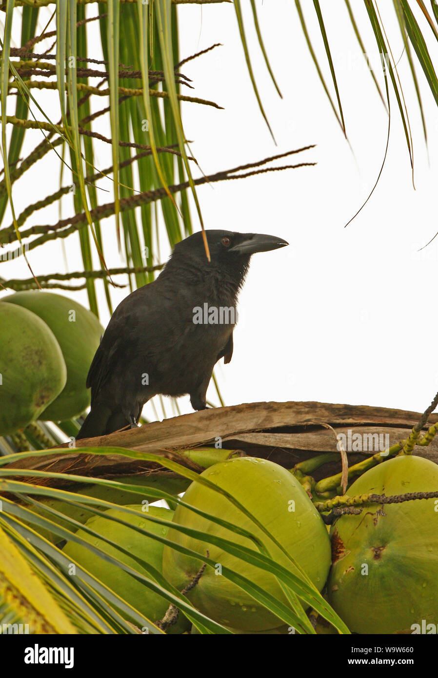 Jamaican Crow (Corvus jamaicensis) adult perched in palm tree Linstead ...