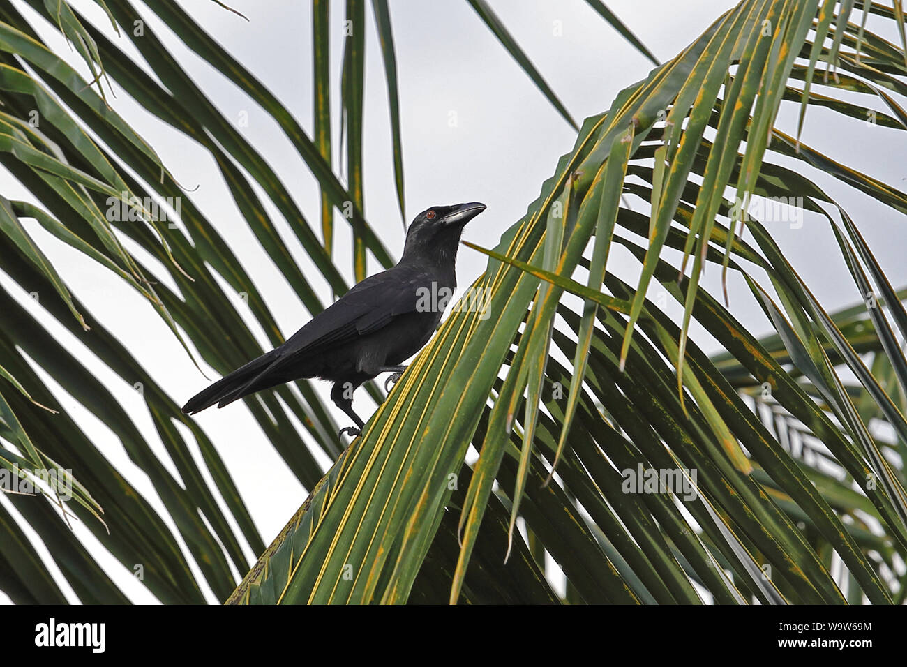 Jamaican crow hi-res stock photography and images - Alamy