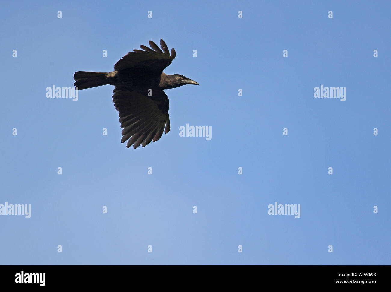 Jamaican crow hi-res stock photography and images - Alamy