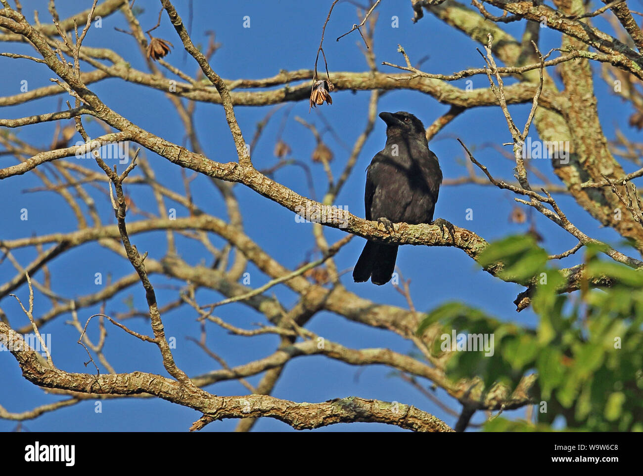 Corvus jamaicensis hi-res stock photography and images - Alamy
