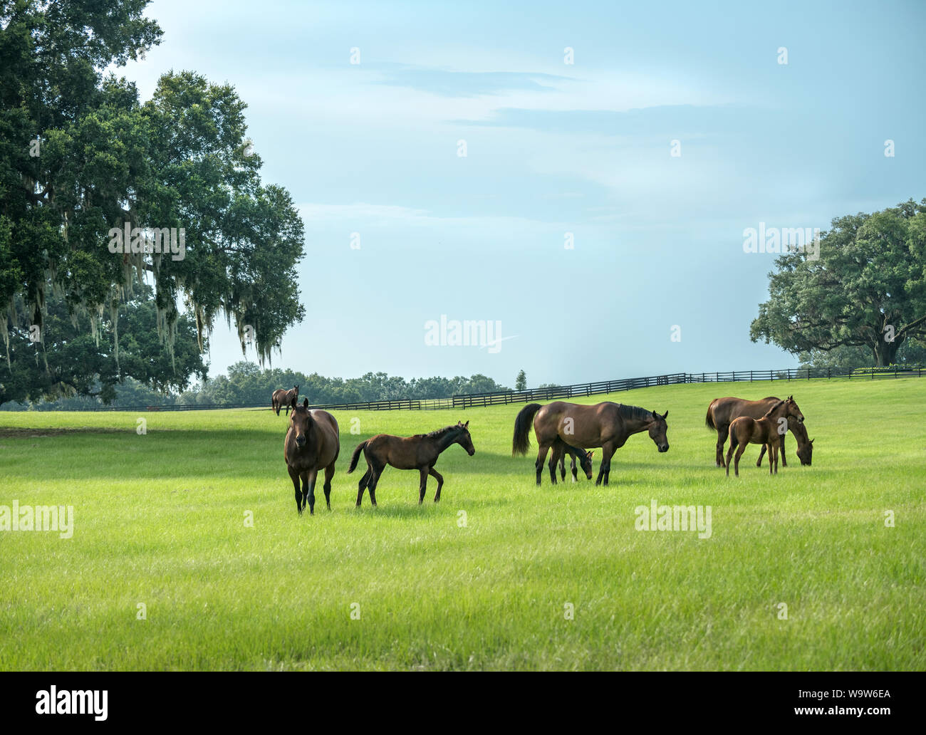 Thoroughbred horse mares and foals in lush green Ocala Florida pasture ...