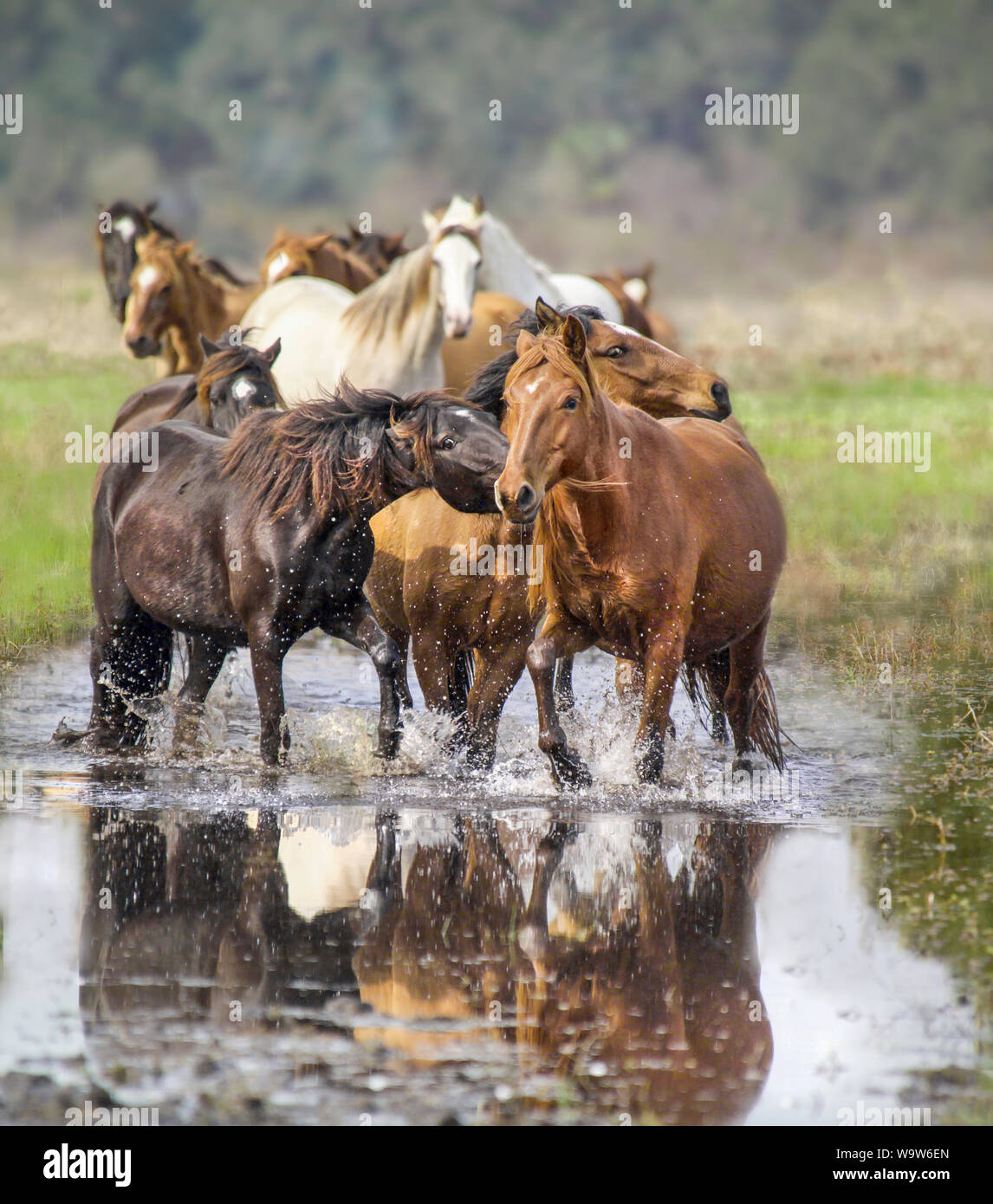 Splash in pond hi-res stock photography and images - Alamy