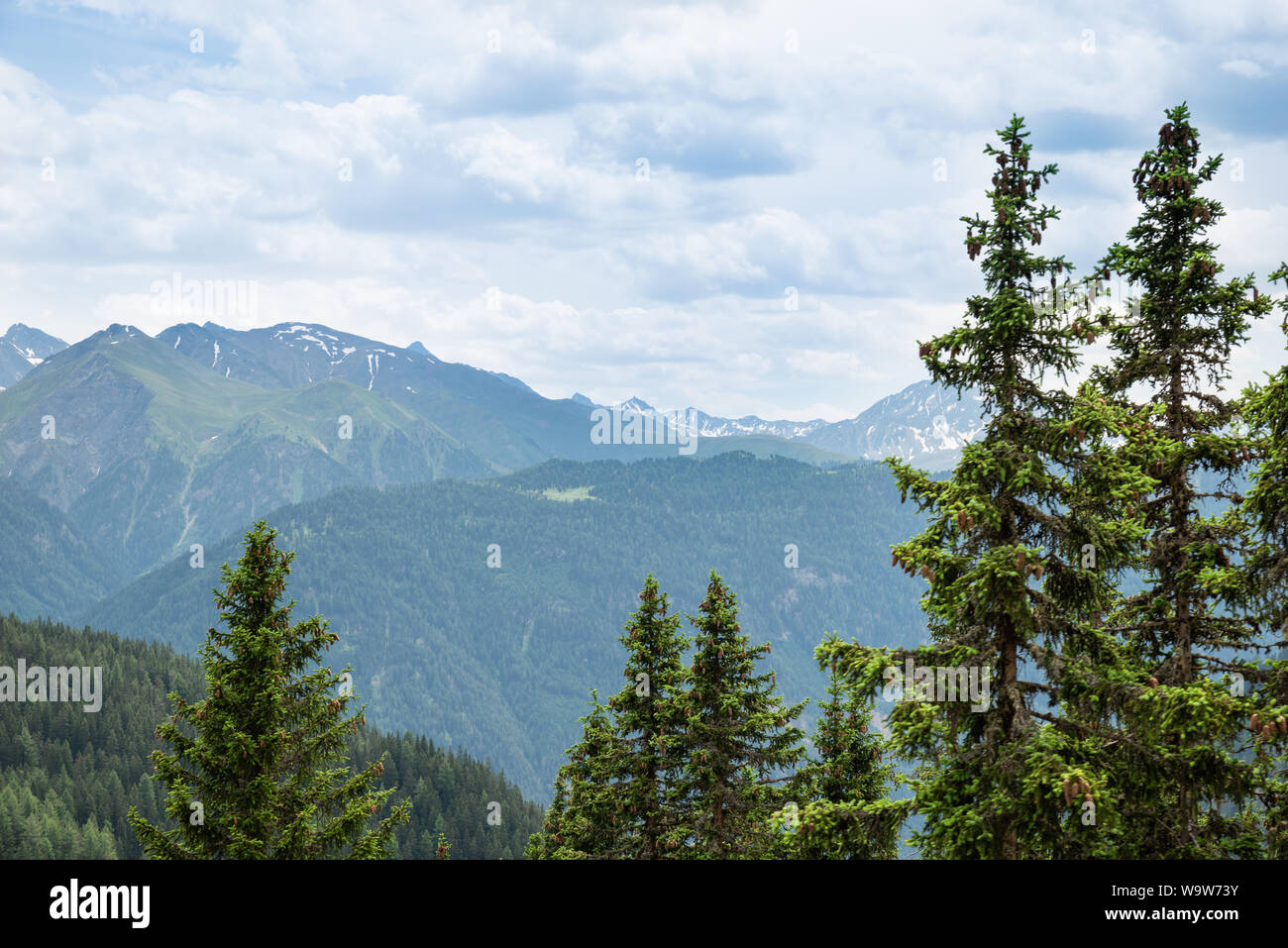 Alpine Pastures And Fir Trees In Austria, Alps Stock Photo - Alamy