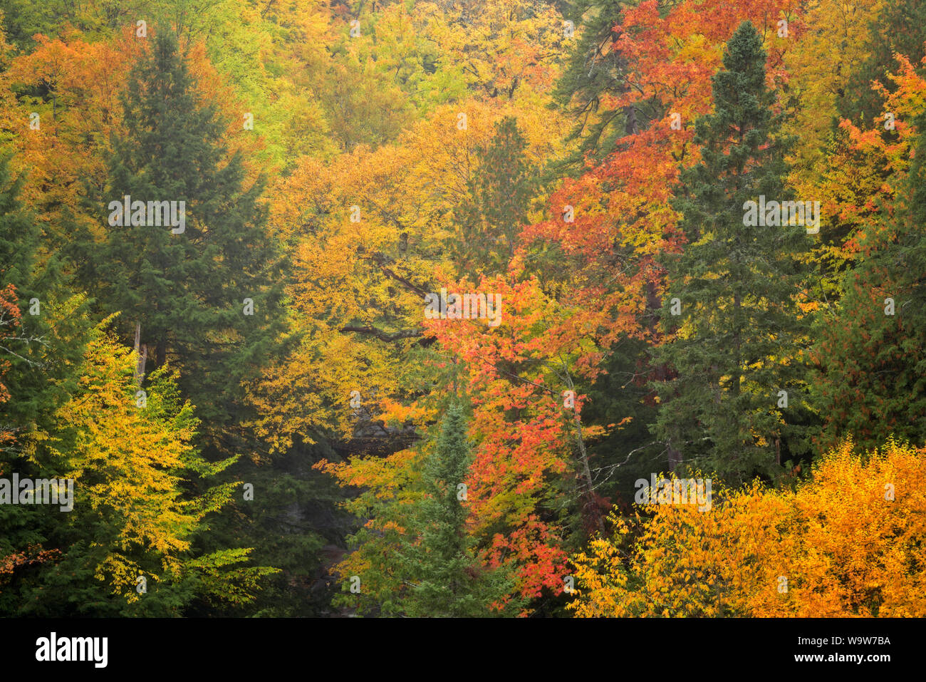 Autumn morning reflection of the Hiawatha National Forest at Ackerman ...