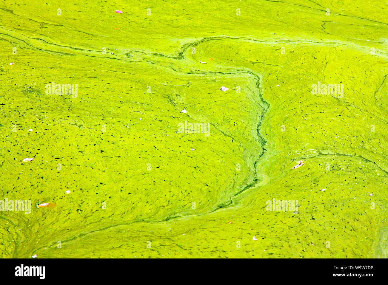 Close up shot of green nature pollution Stock Photo - Alamy