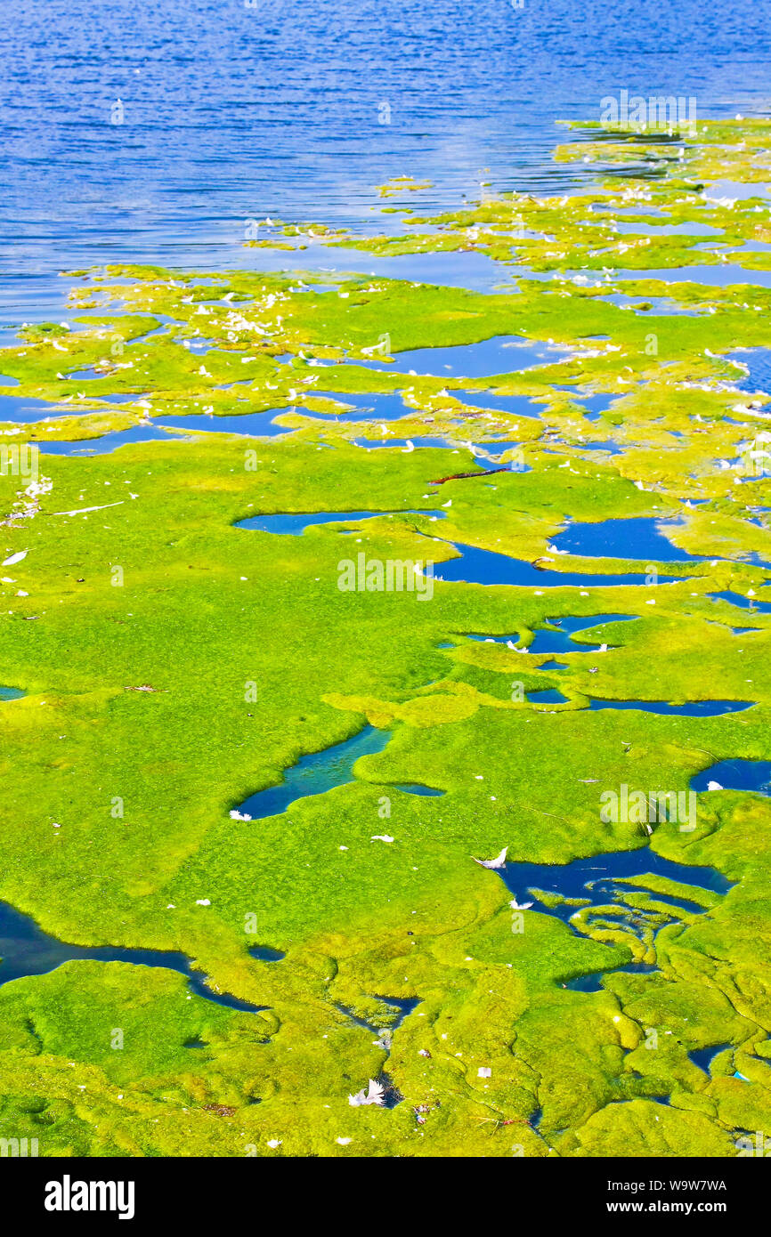 Very bad contaminated and polluted river water Stock Photo - Alamy