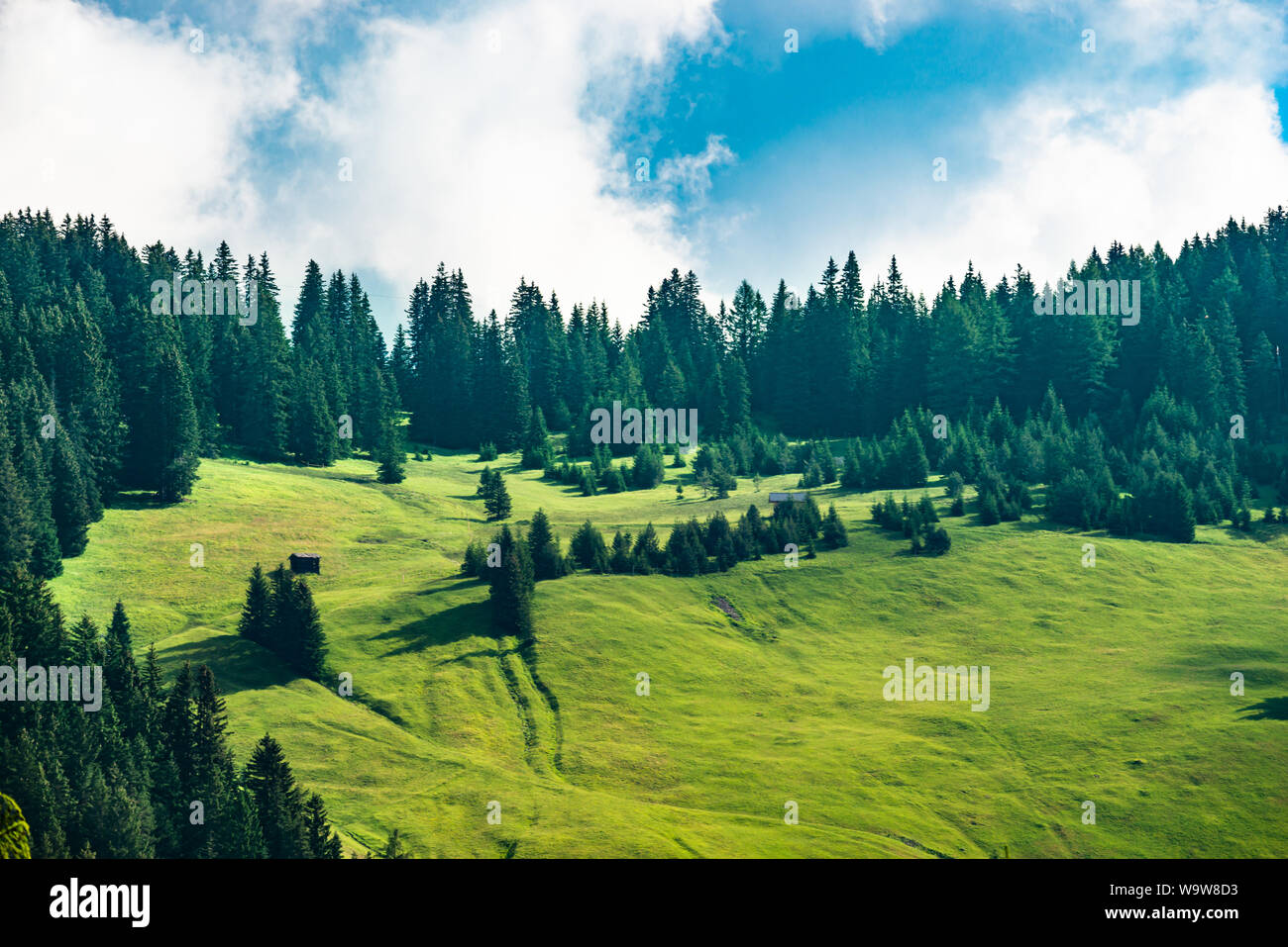 Pasture grass hi-res stock photography and images - Alamy