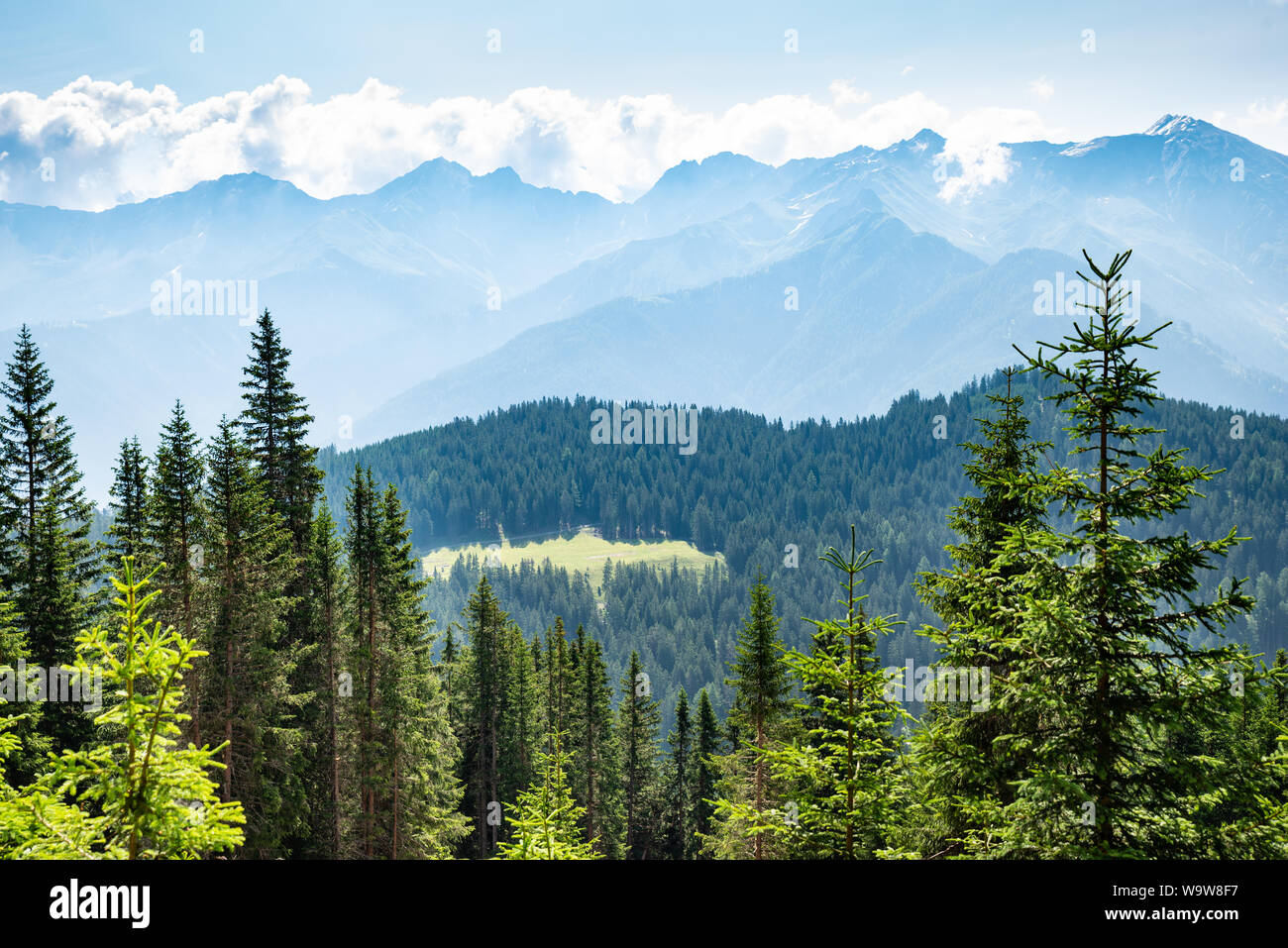 Fir trees in the alps hi-res stock photography and images - Alamy