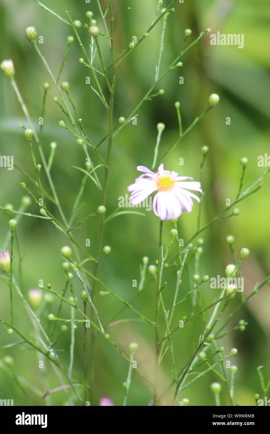 Little daisy hi-res stock photography and images - Alamy