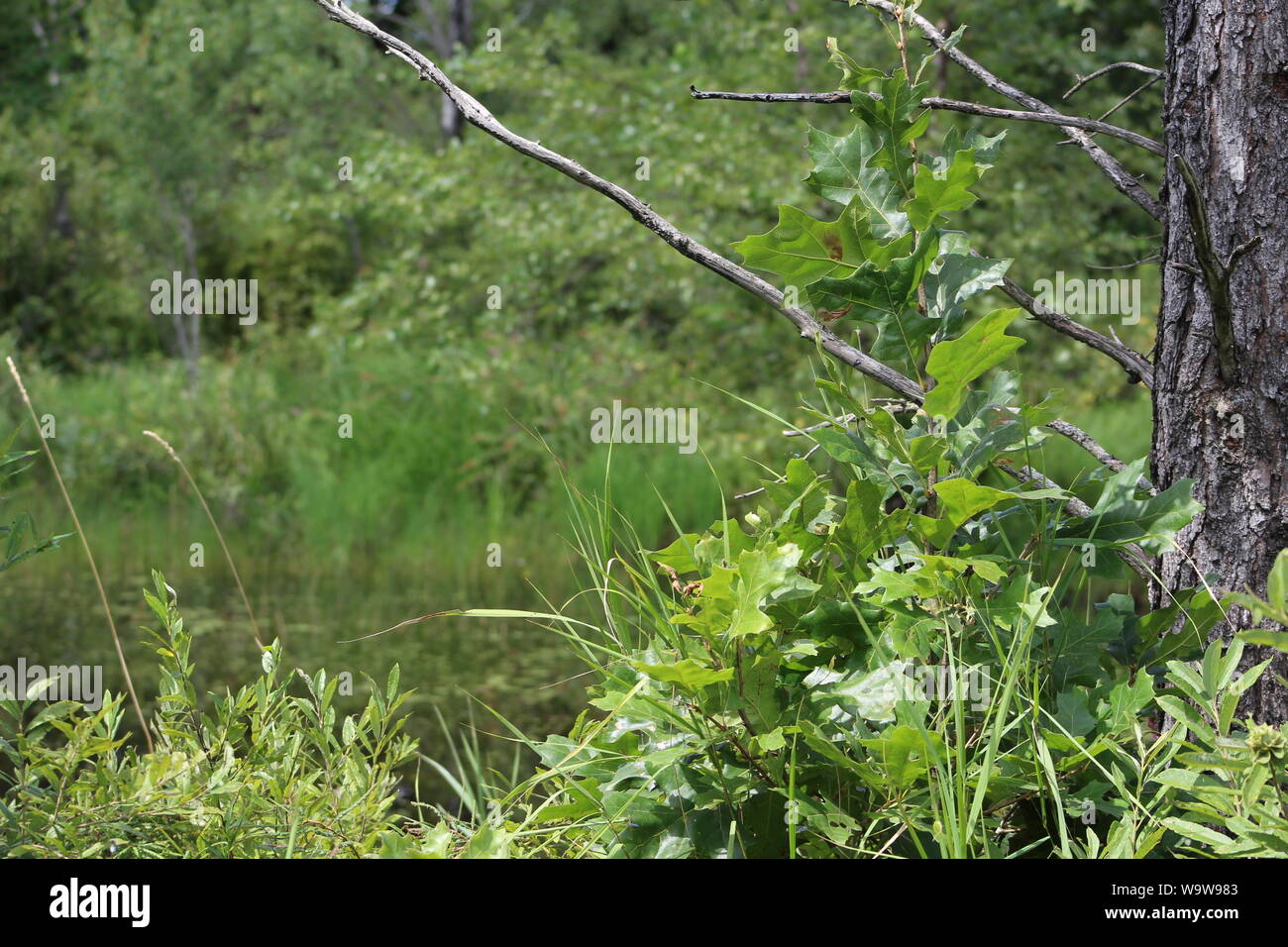 Hidden pond hi-res stock photography and images - Alamy