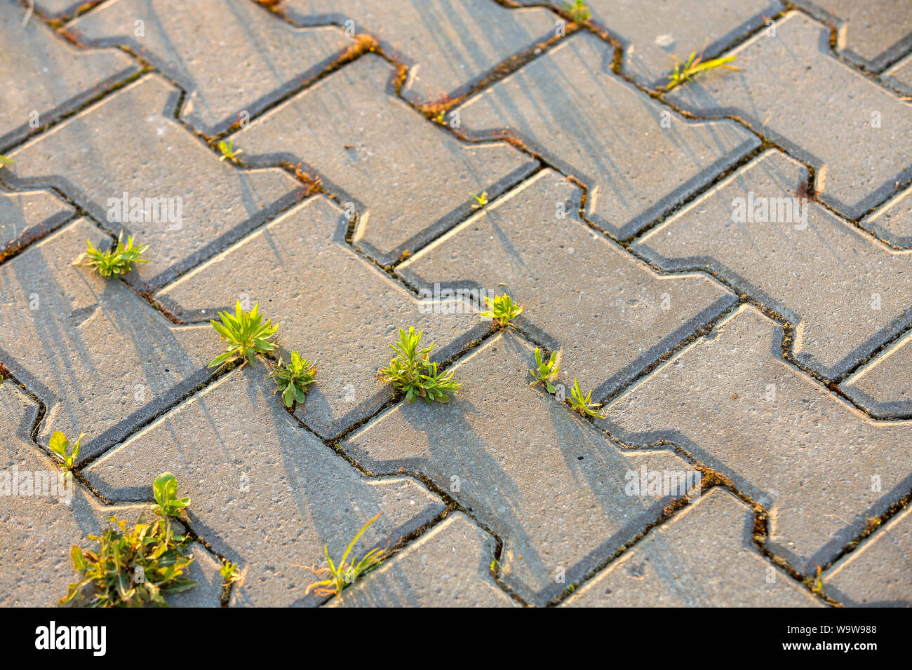 Weed plants growing between concrete pavement bricks Stock Photo - Alamy