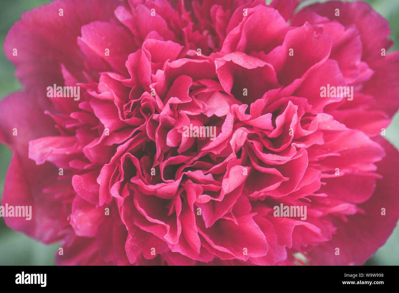 Closeup shot of a beautiful pink petaled flower Stock Photo - Alamy