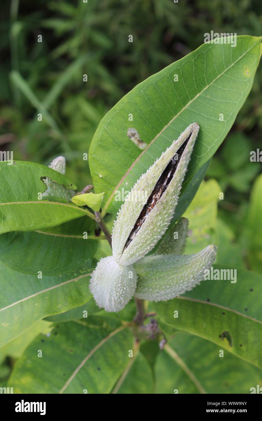 Milk weed pods Stock Photo - Alamy