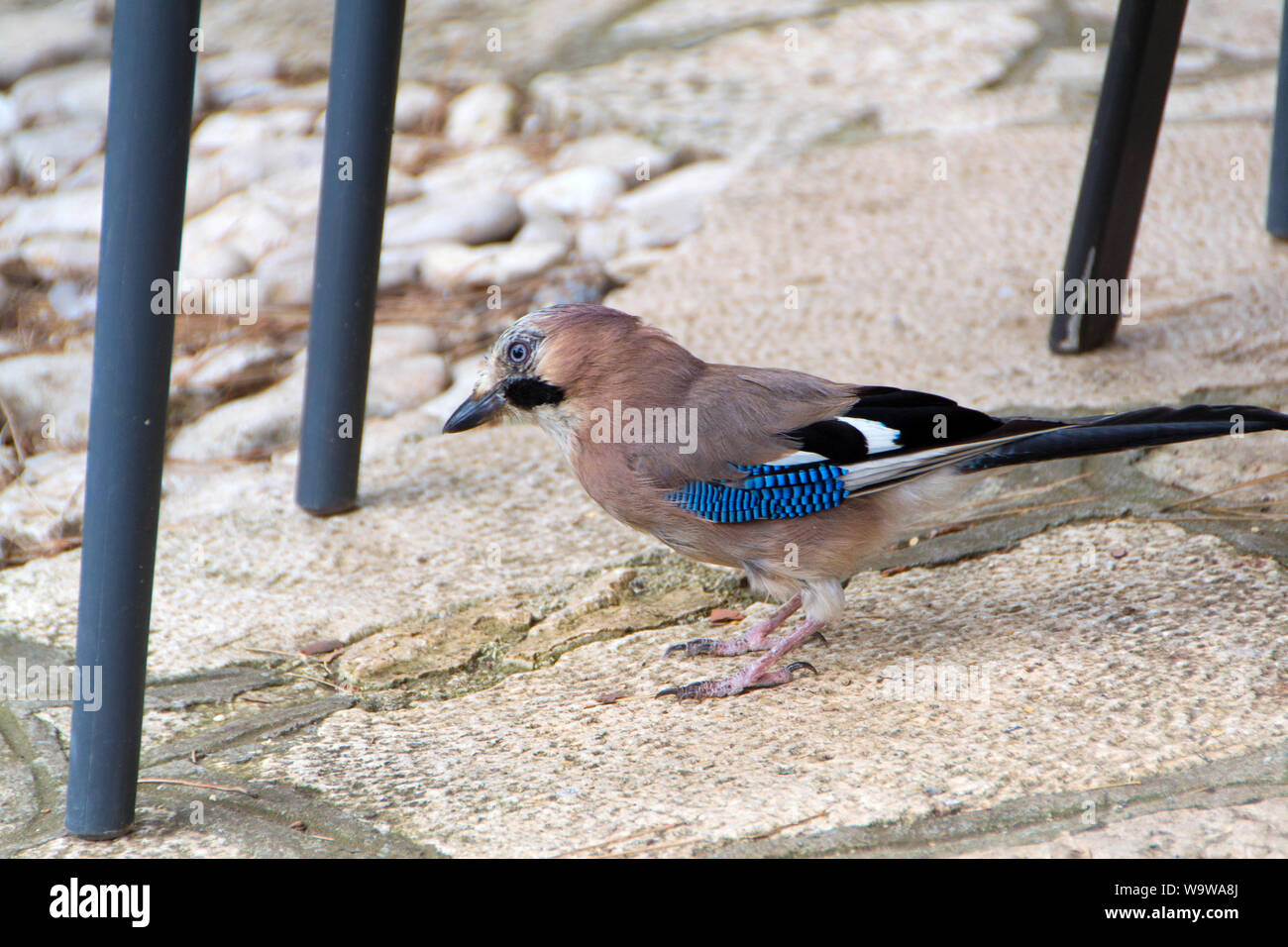 Euroasian Jay bird collects crumbs from the floor. Close up photo ...