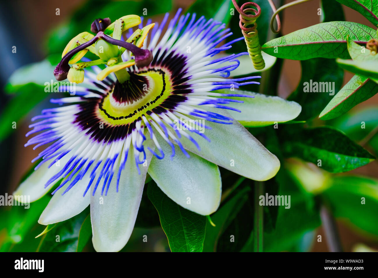 macro photo of the common passion flower, passiflora caerulea Stock ...