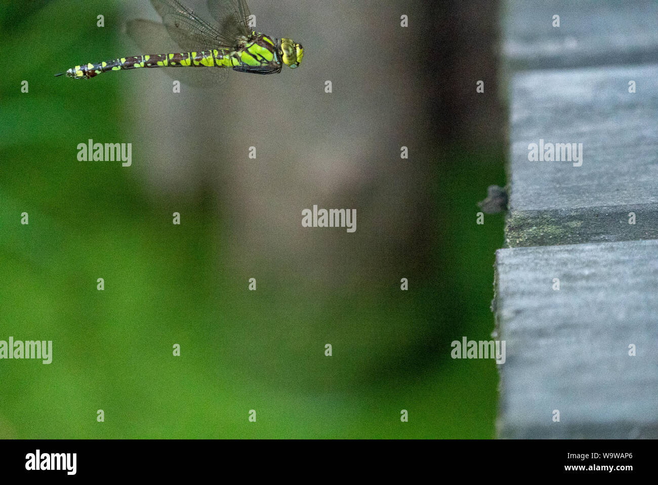 Southern hawker (Aeshna cyanea) in flight Stock Photo - Alamy