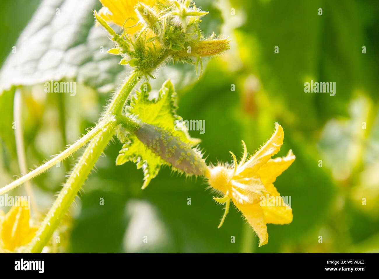 Cucumber embryo with a yellow flower on a branch Stock Photo - Alamy