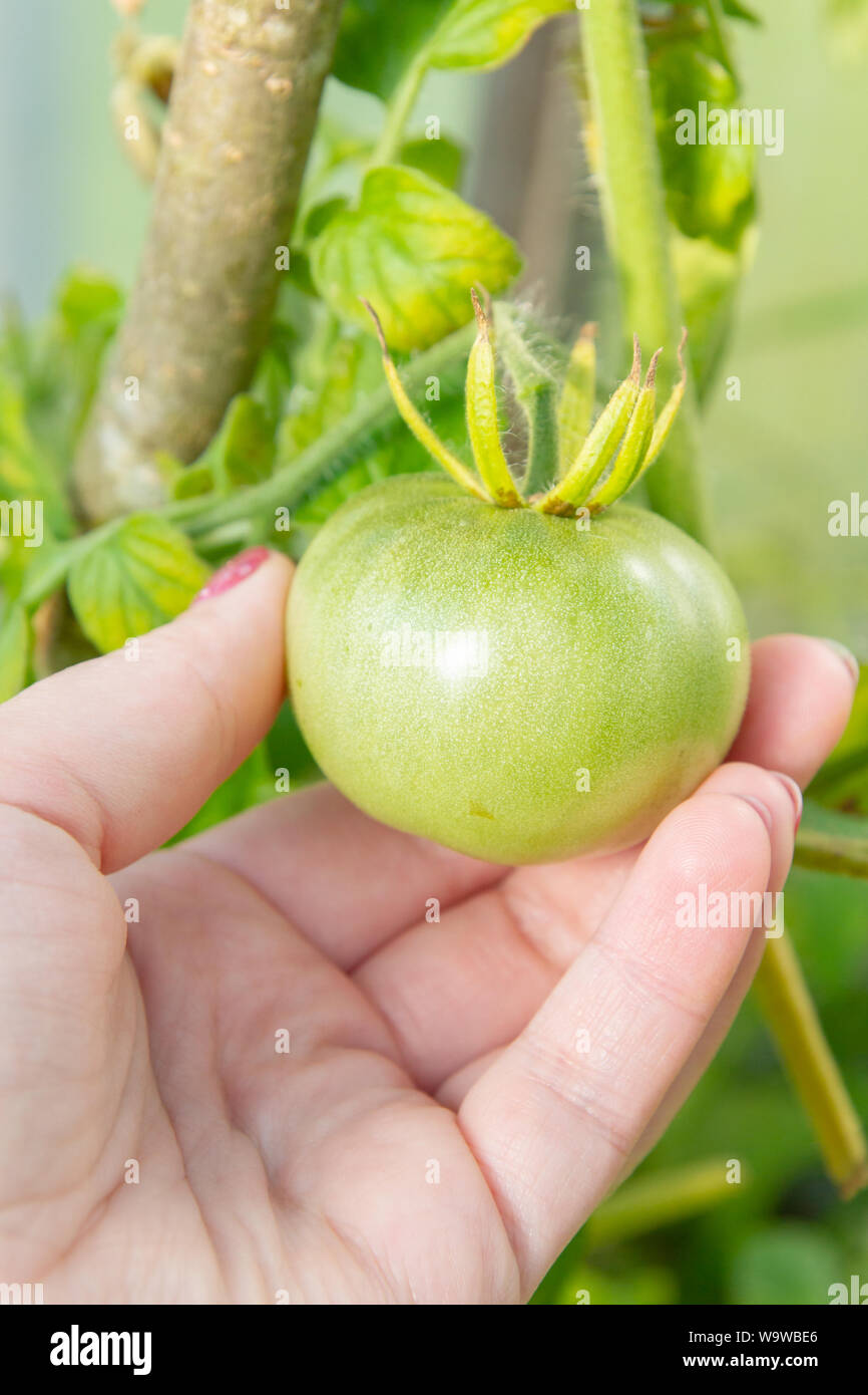 Woman's hand holding a green tomato on a branch in the greenhouse Stock ...