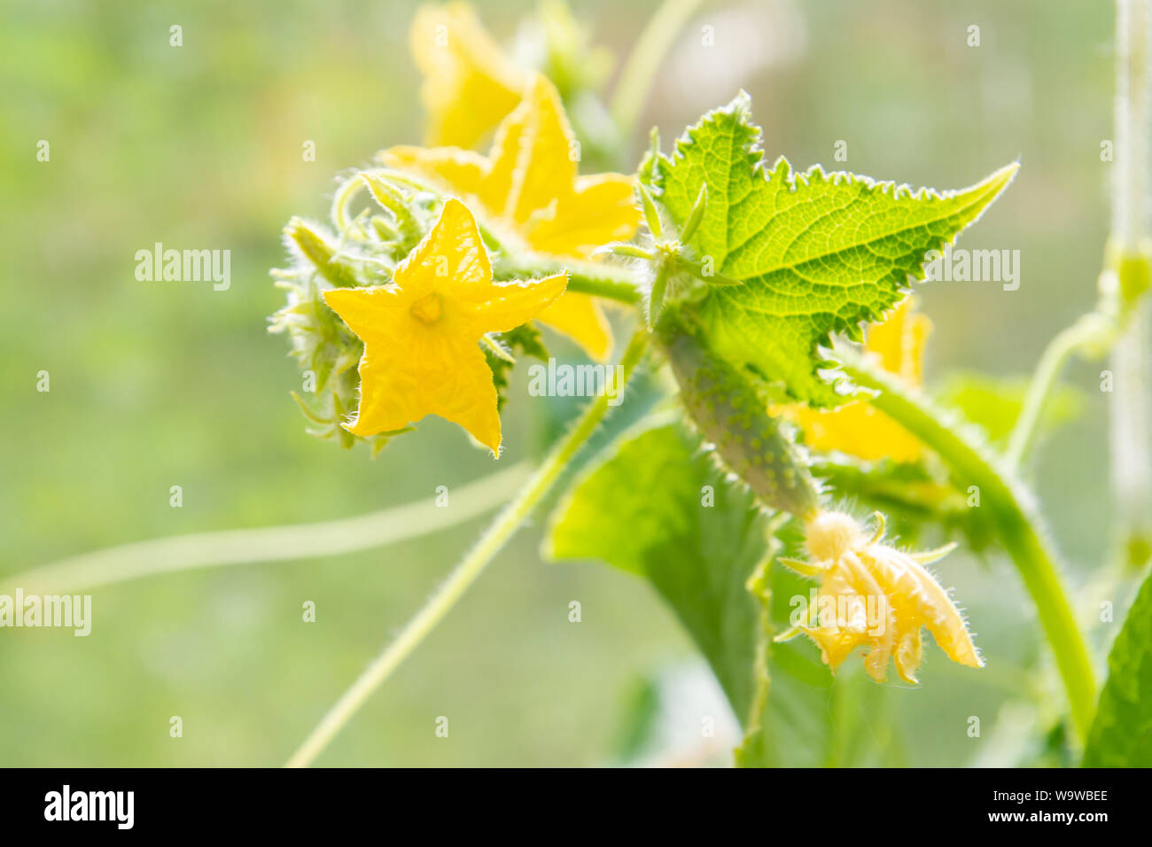Cucumber embryo with a yellow flower on a branch Stock Photo - Alamy