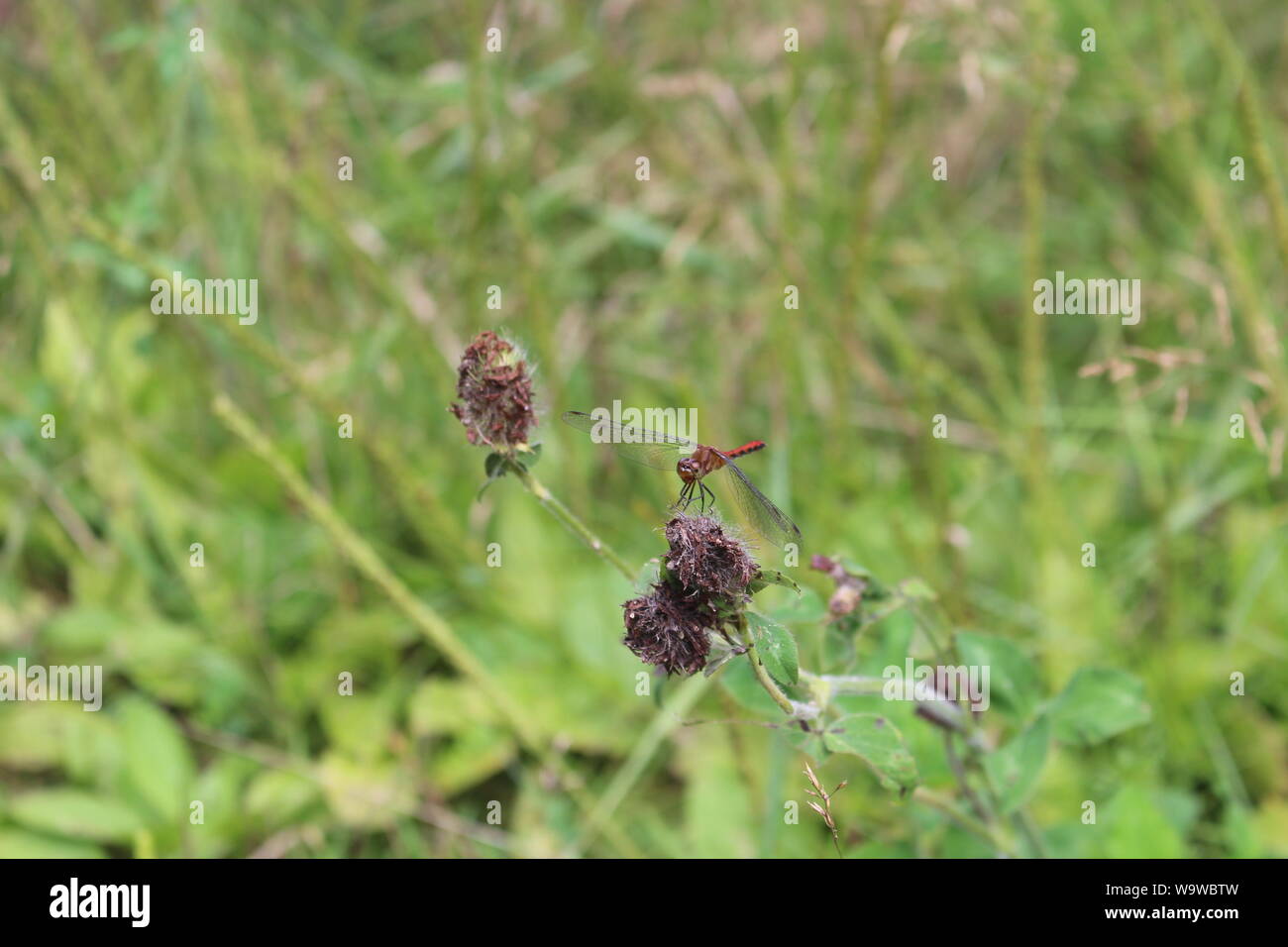 Fly on weed hi-res stock photography and images - Alamy