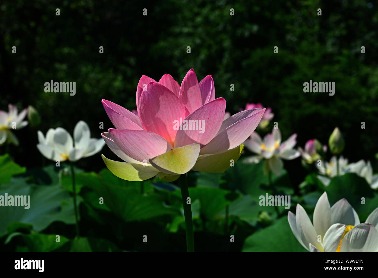 Sacred lotuses hi-res stock photography and images - Alamy