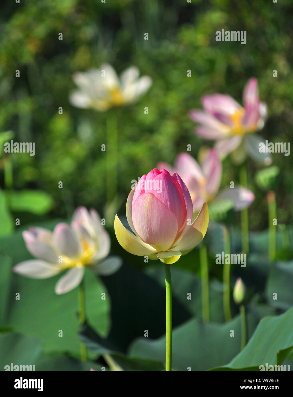 Group of lotus hi-res stock photography and images - Alamy
