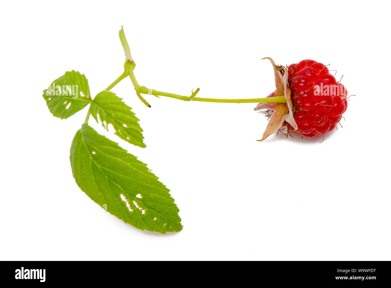 raspberry one berry leaves eaten by worm isolated on white background ...