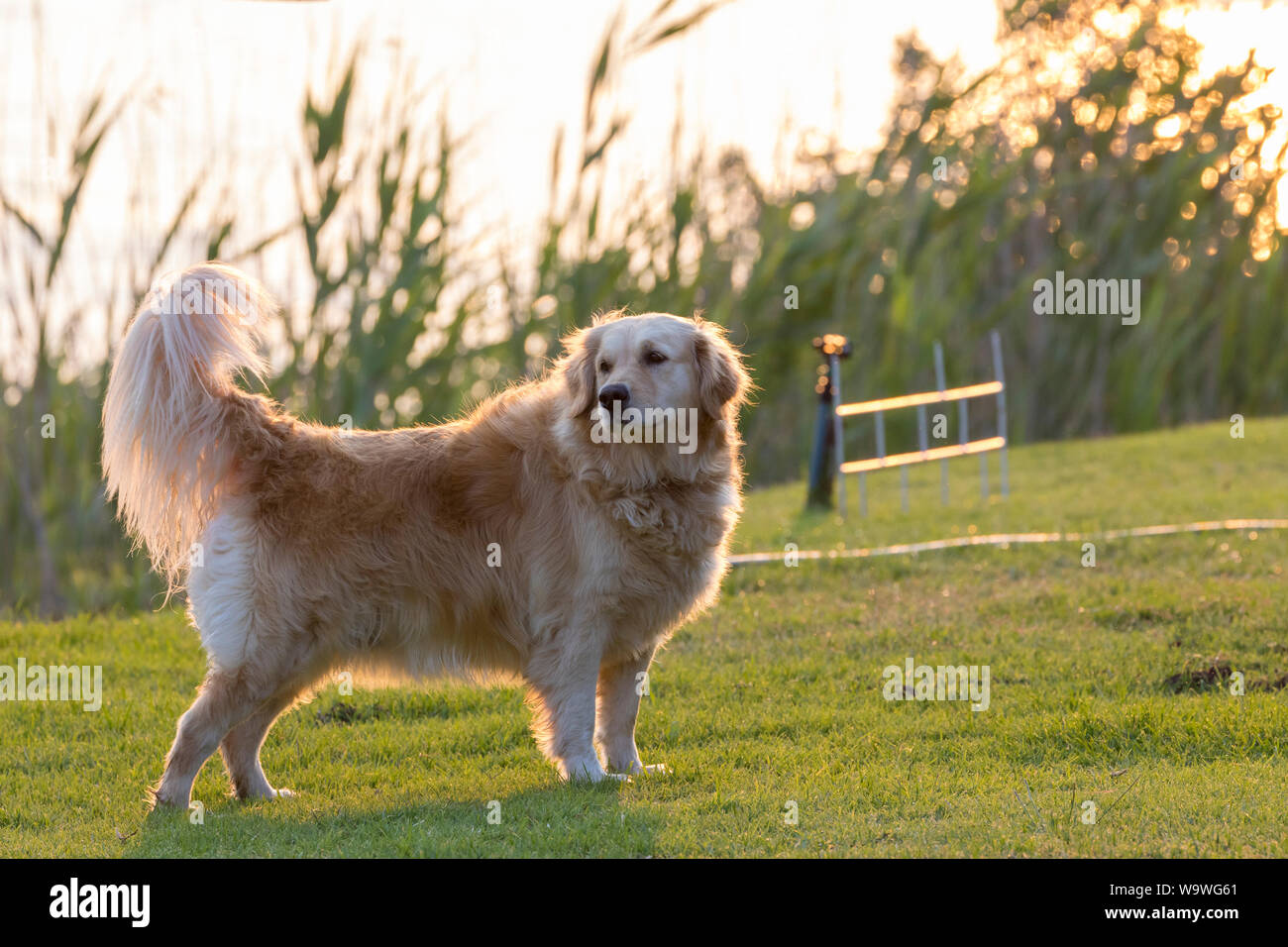 Male golden retriever hi-res stock photography and images - Alamy