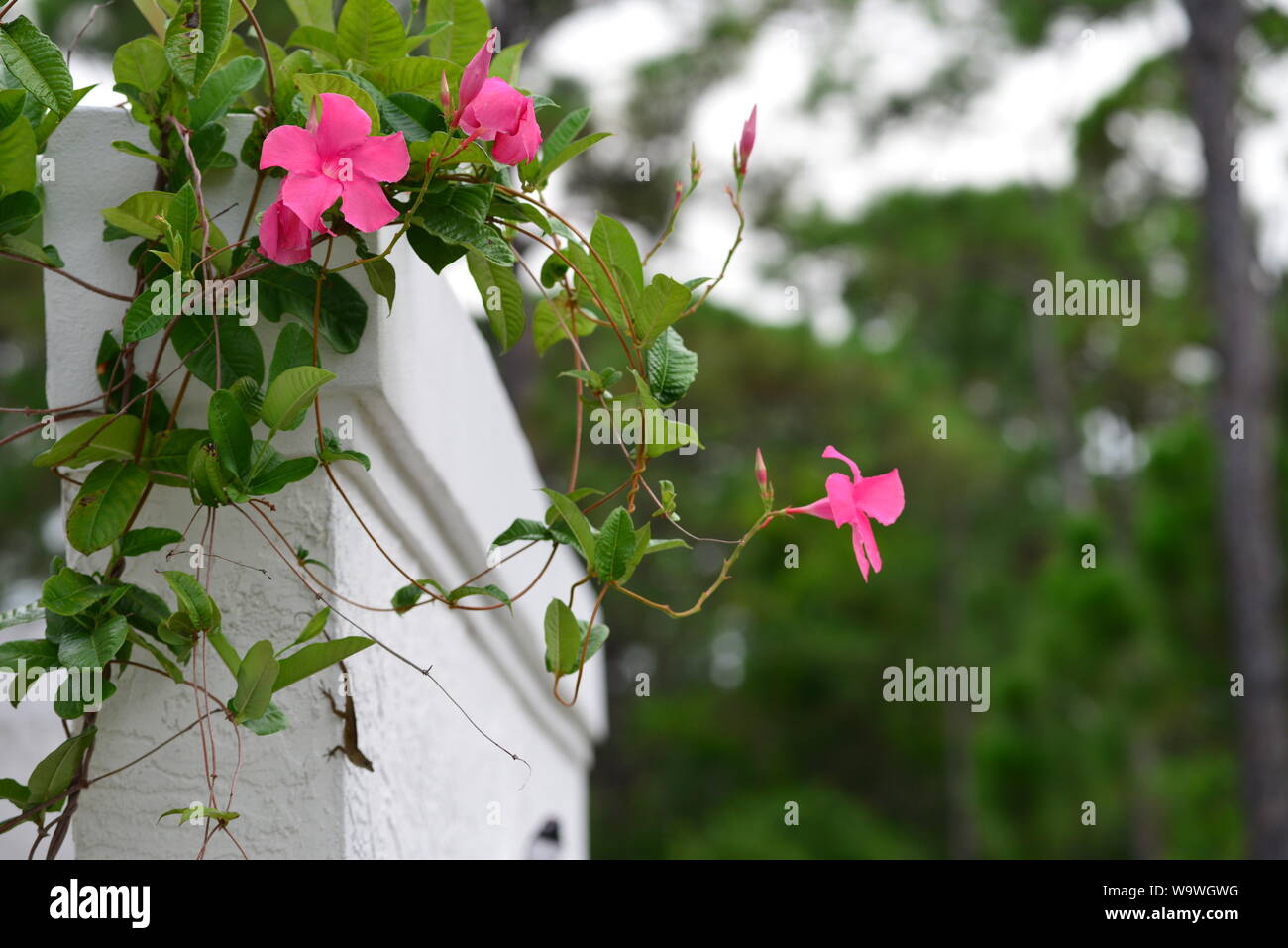 Vine Plants Identification Pink Flowers