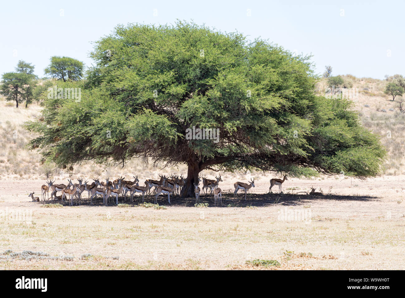 Camelthorn tree hi-res stock photography and images - Alamy