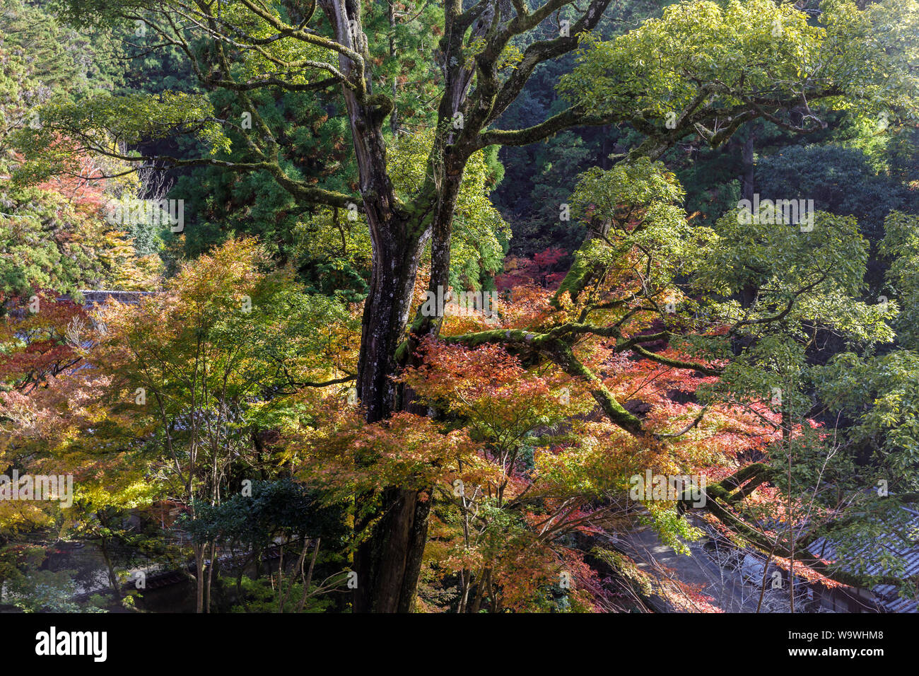 Shoshazan Engyo-ji temple on Mount Shosha Stock Photo - Alamy