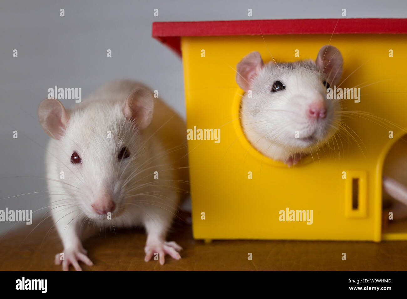 Two rats friends hi-res stock photography and images - Alamy