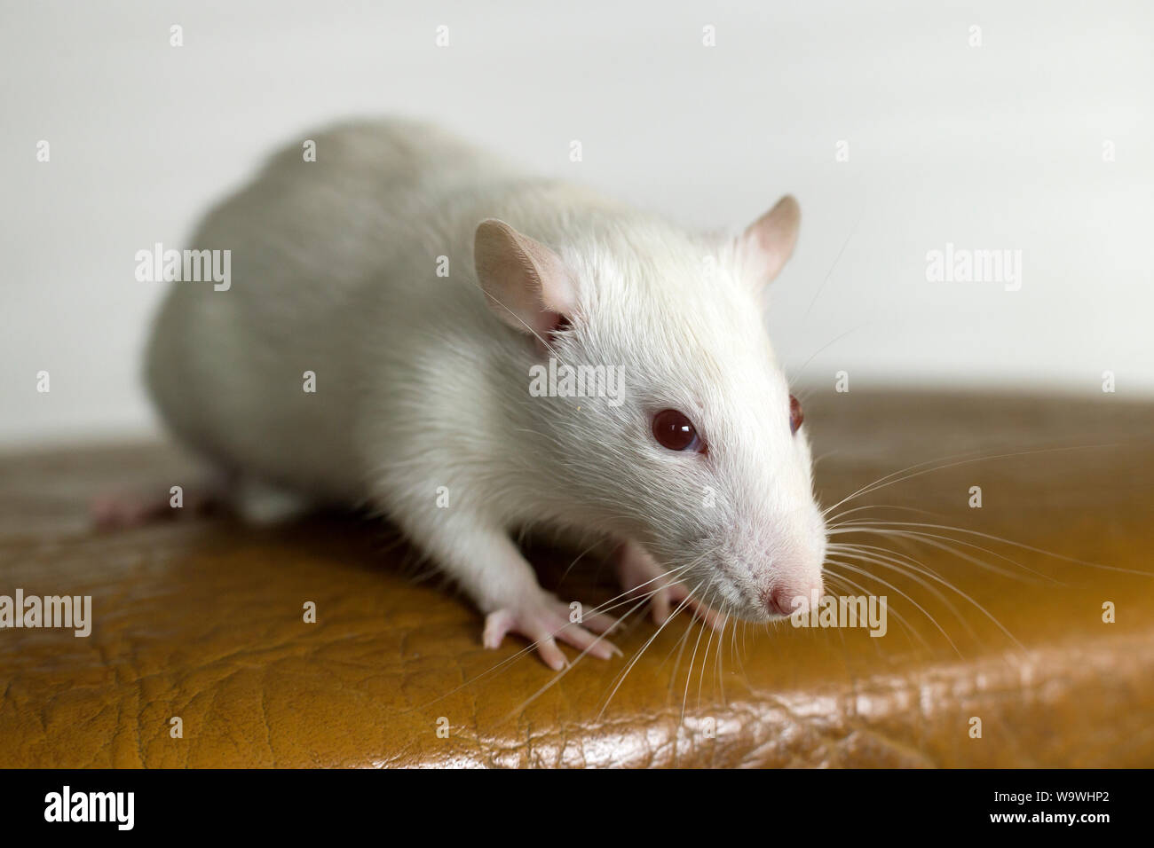 White funny domestic pet rat Stock Photo - Alamy
