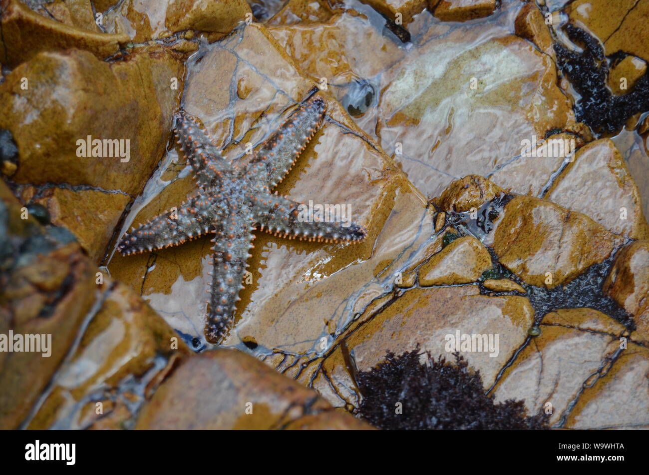 Spiny star fish or Starfish scientific name Marthasterias glacialis in ...