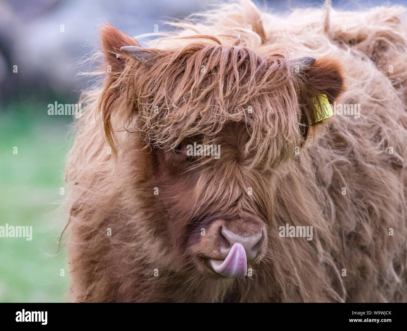 Highland cow tongue out hi-res stock photography and images - Alamy