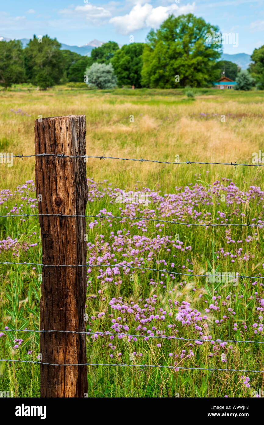 Barbed wire ranch fence; Wavy-leafed Thistle; Cirsium undulatum ...