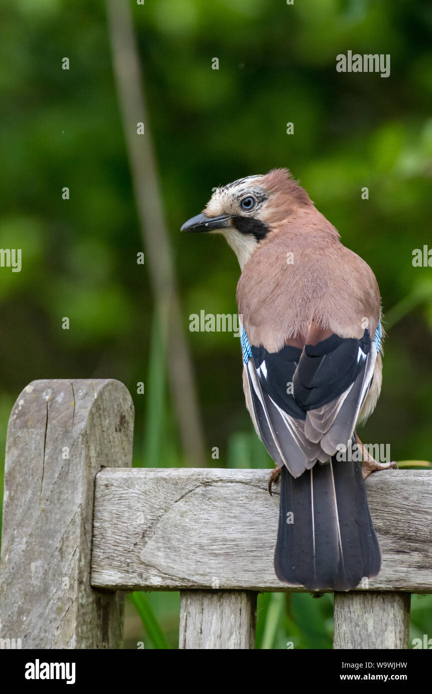Jay bird perched hi-res stock photography and images - Alamy