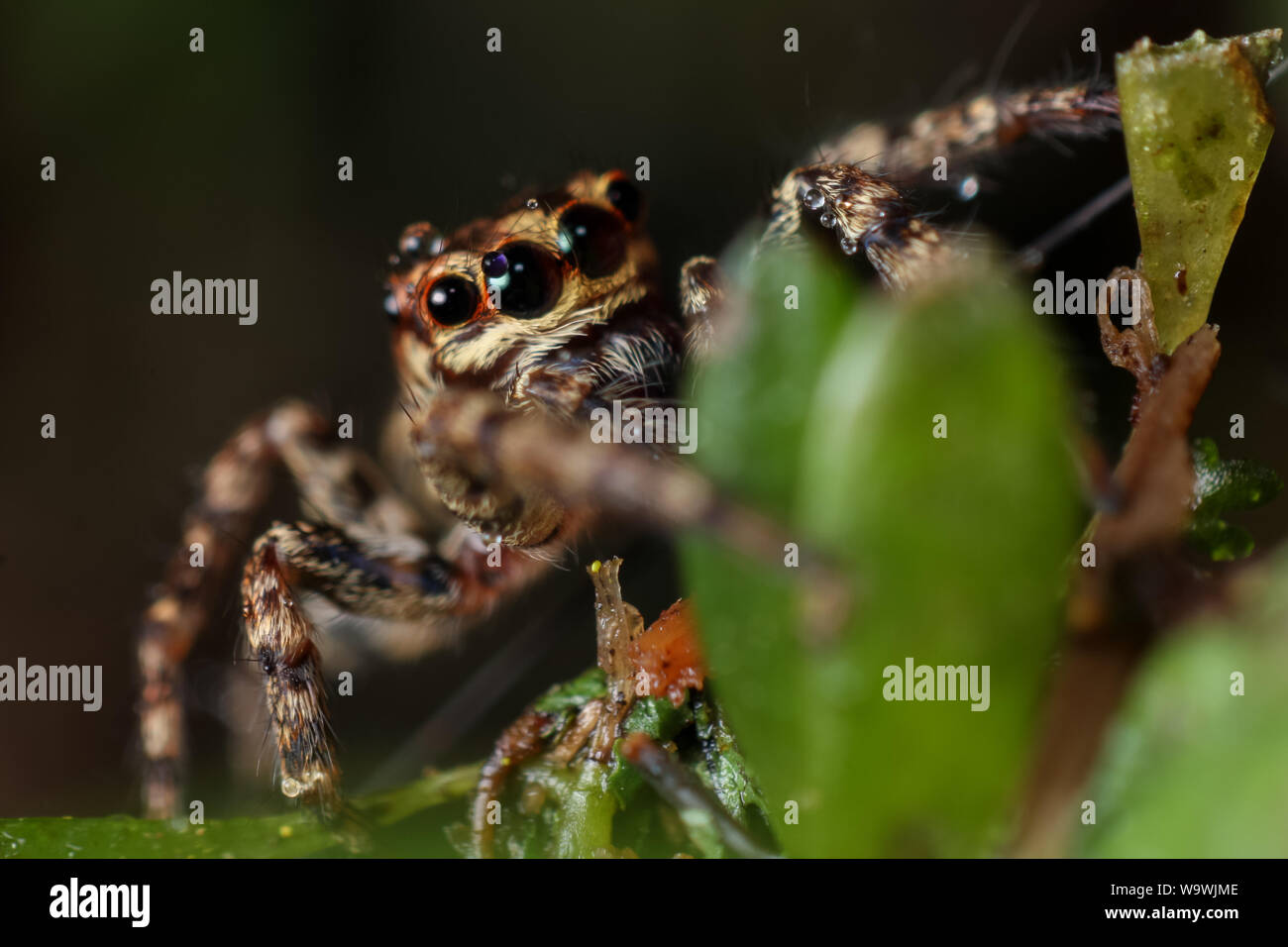 High magnification macro of a cute jumping spider with big eyes ...