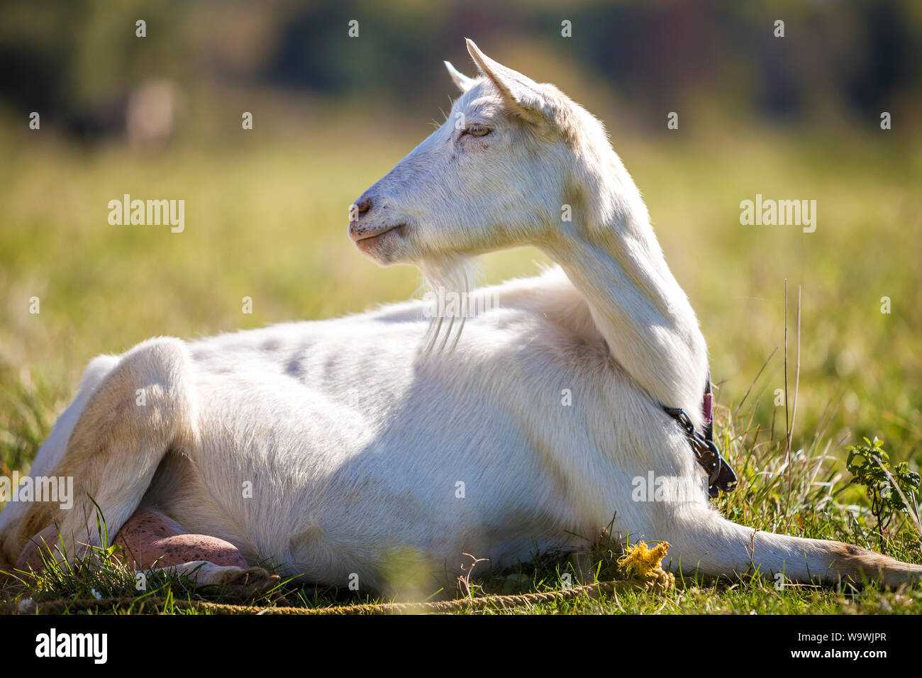 Portrait of white goat with beard on blurred bokeh background. Farming ...