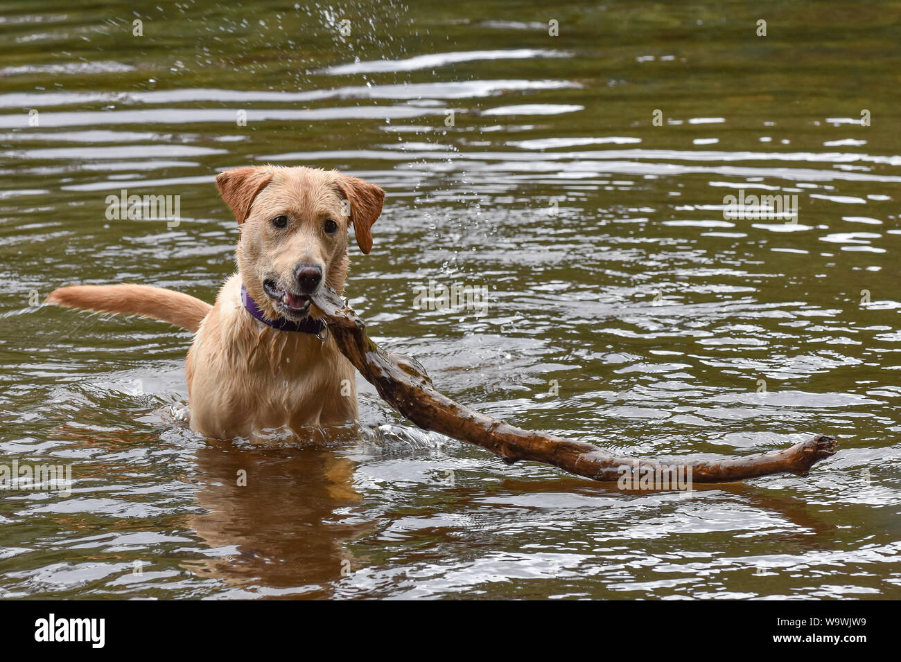 Yellow labrador dog standing in water holding long stock from its mouth ...