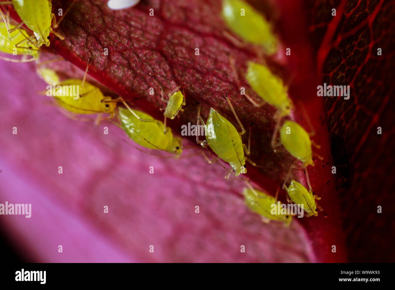 Non infestation hi-res stock photography and images - Alamy