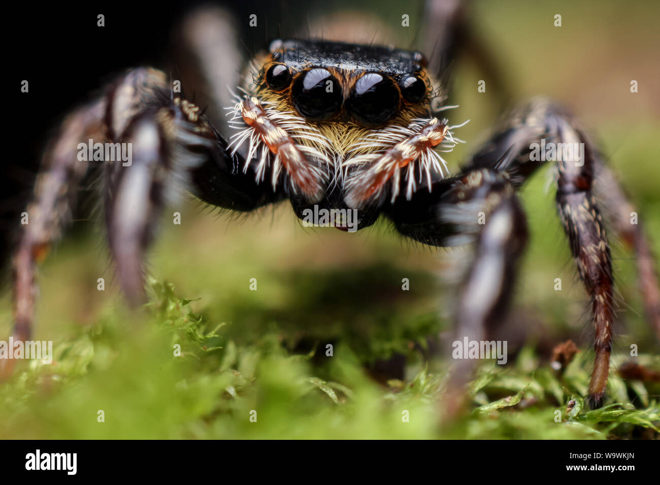 Cute Jumping Spider