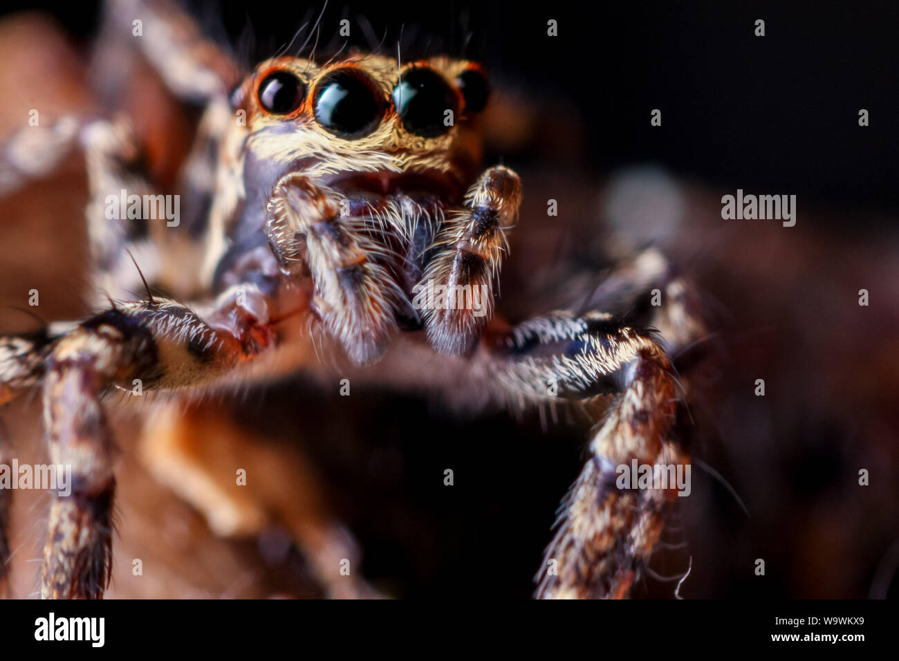 High magnification macro of a cute jumping spider with big eyes ...