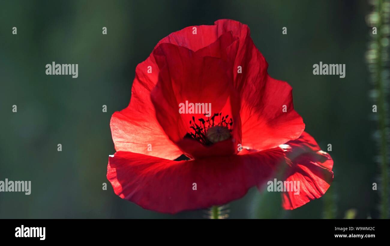 incredibly beautiful red poppy flower growing in the garden, magic ...