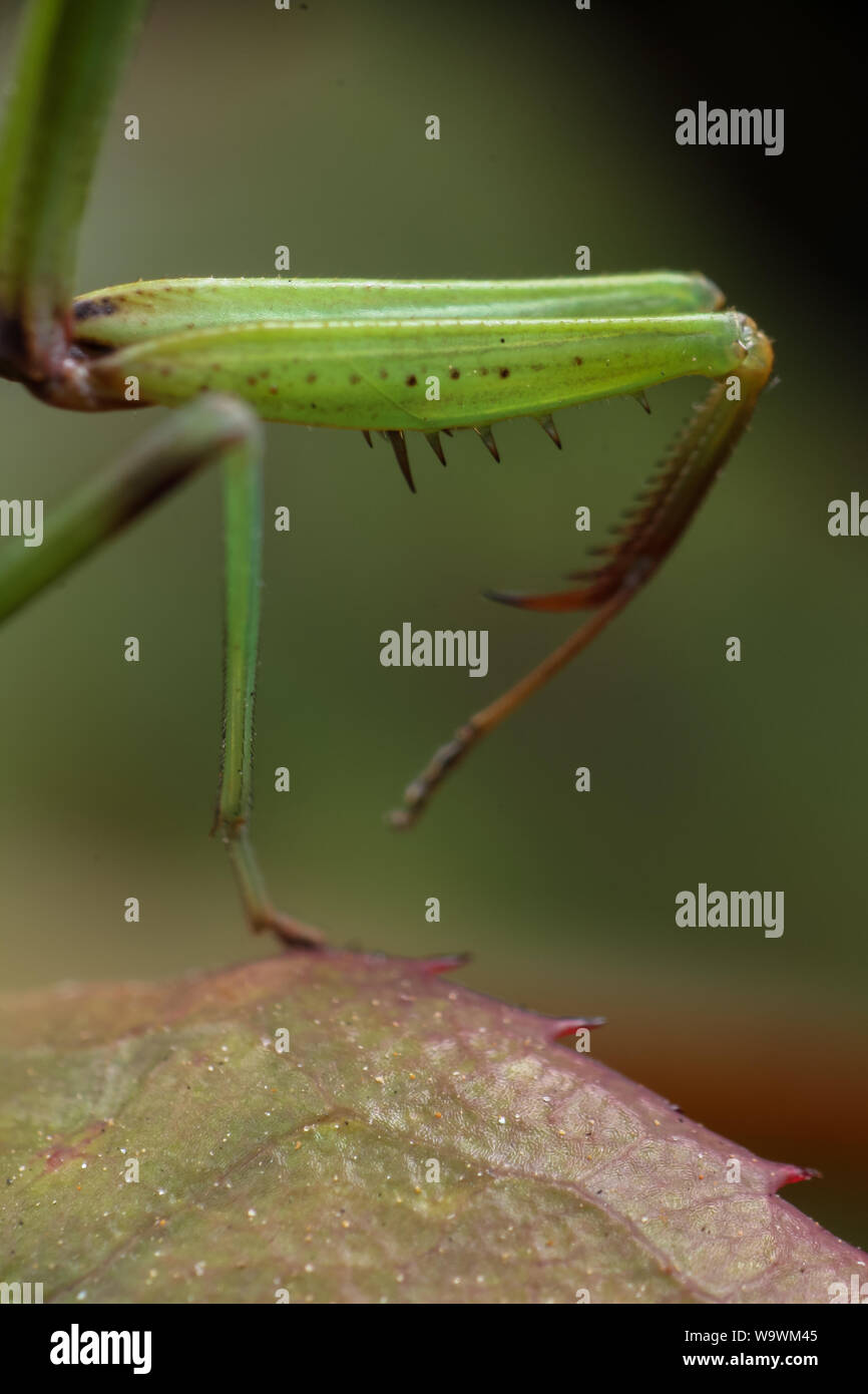 Details of a green praying mantis (Oxyopsis media) raptorial legs Stock ...