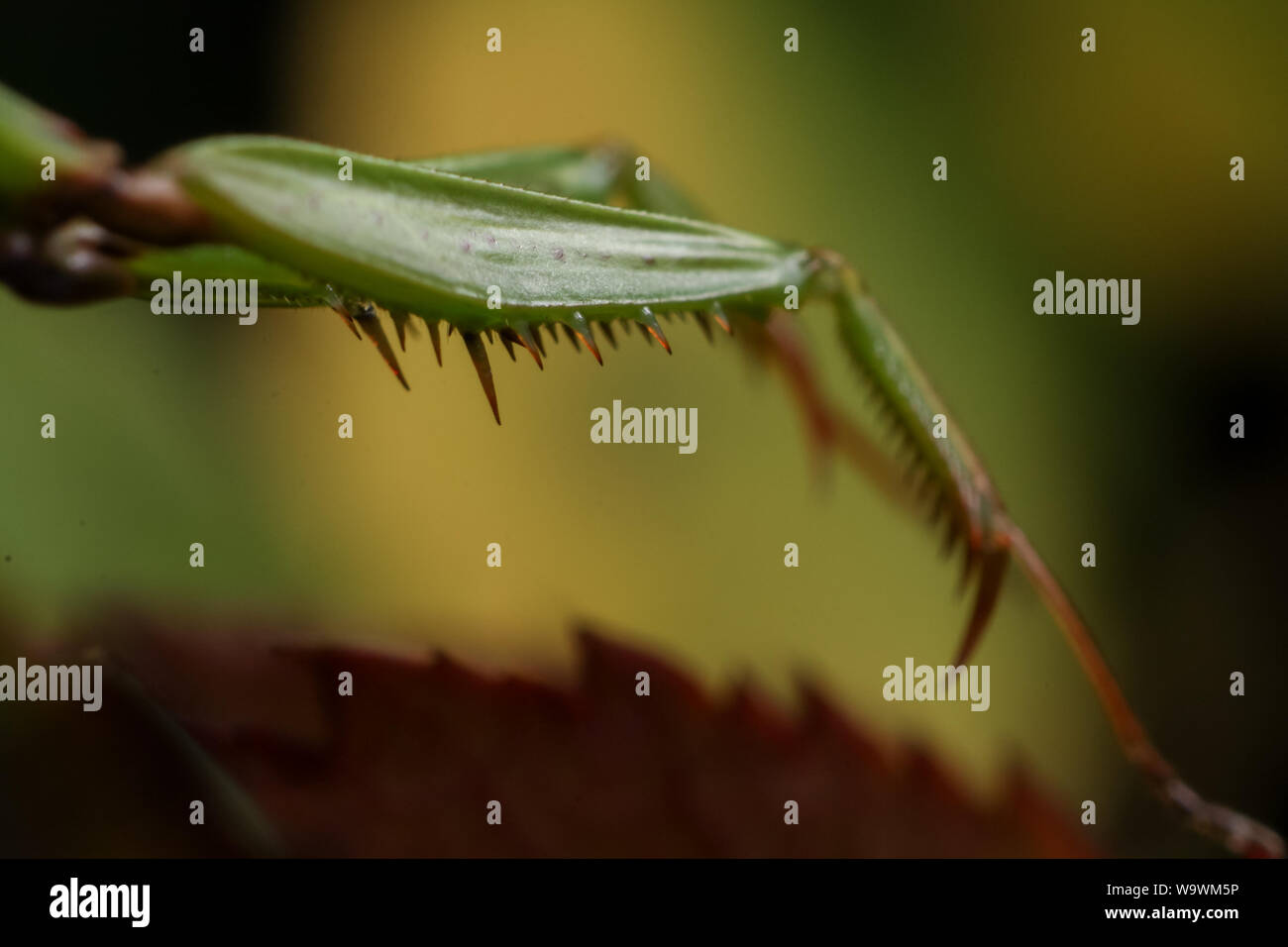 Details of a green praying mantis (Oxyopsis media) raptorial legs Stock ...