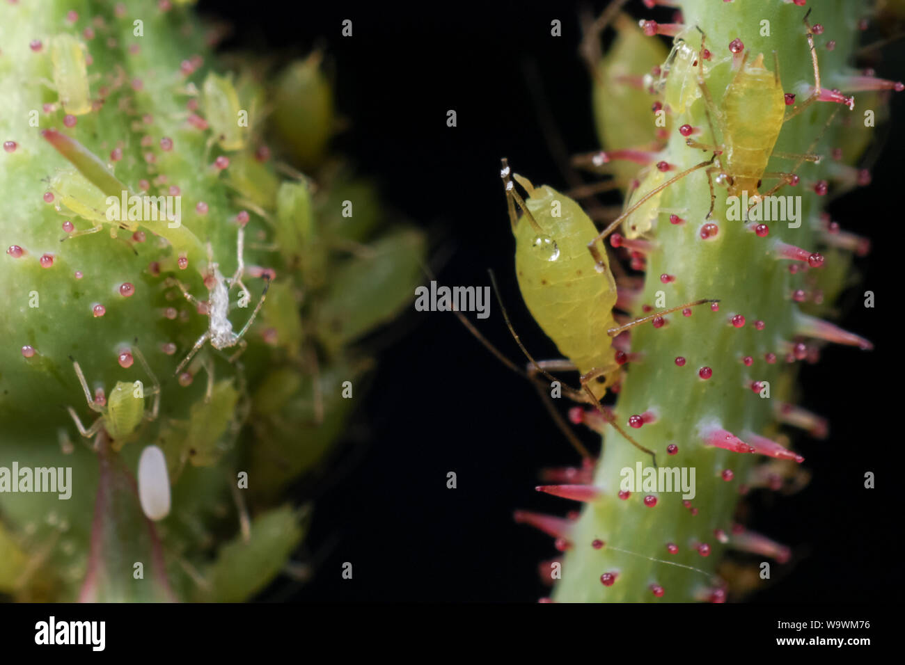 Aphid hi-res stock photography and images - Alamy