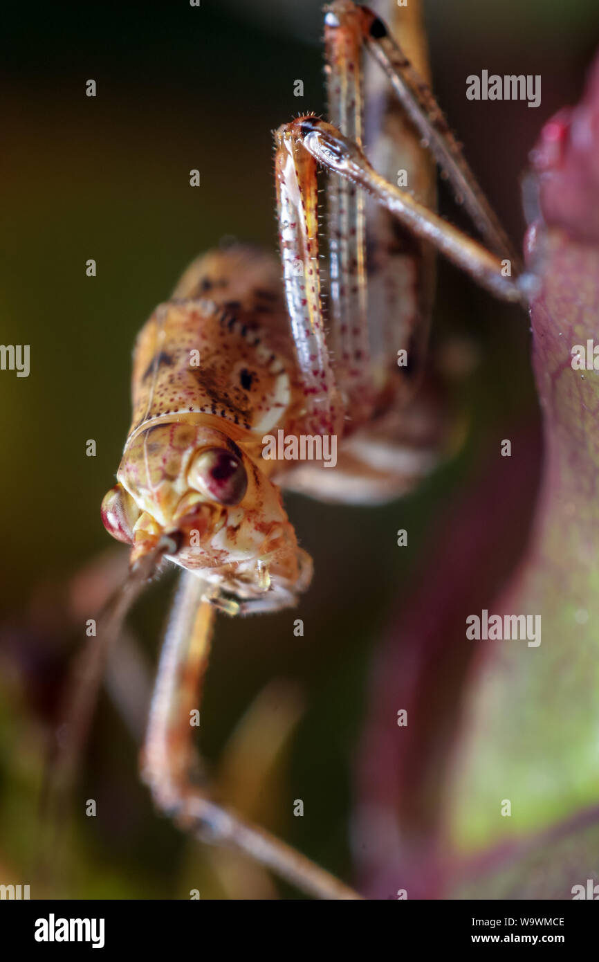 Close-up of a brown katydid nymph (Tettigoniidae), insect shown in high ...